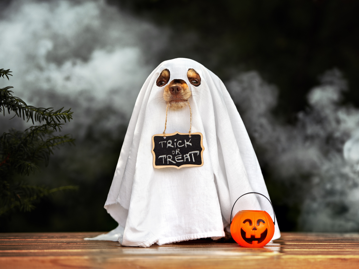 12 Fall Resident Event Ideas to Celebrate the Season - Circuit 12 Fall Resident Event Ideas to Celebrate the Season - Circuit